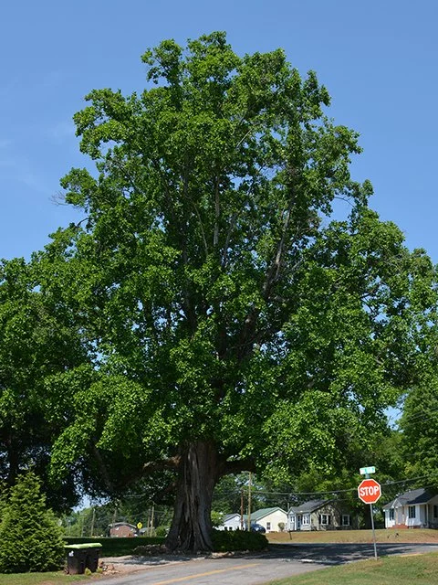 Noble Tree Contest — Hatcher Garden