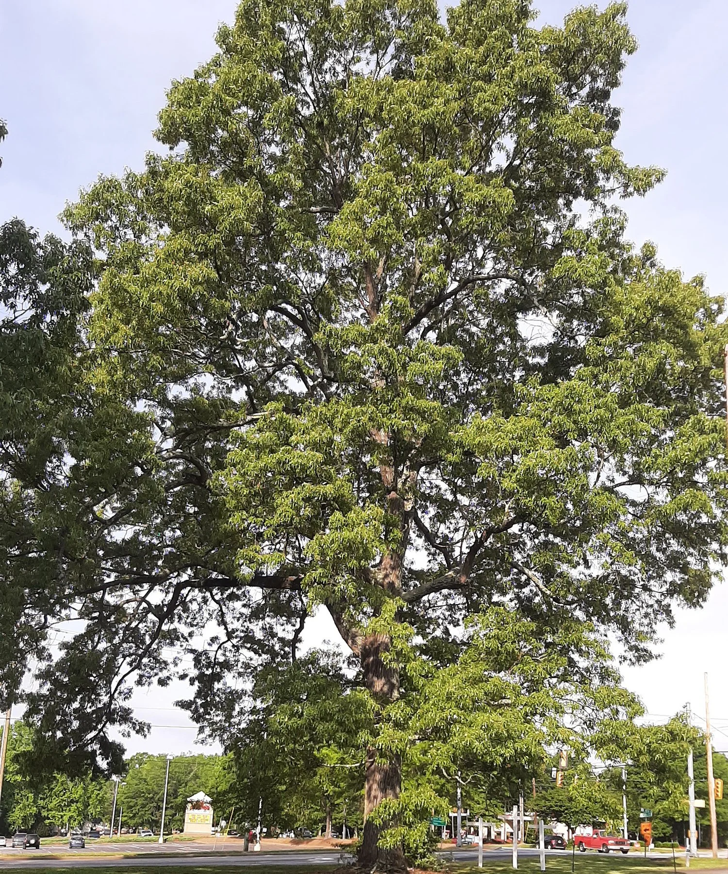 Noble Tree Contest — Hatcher Garden