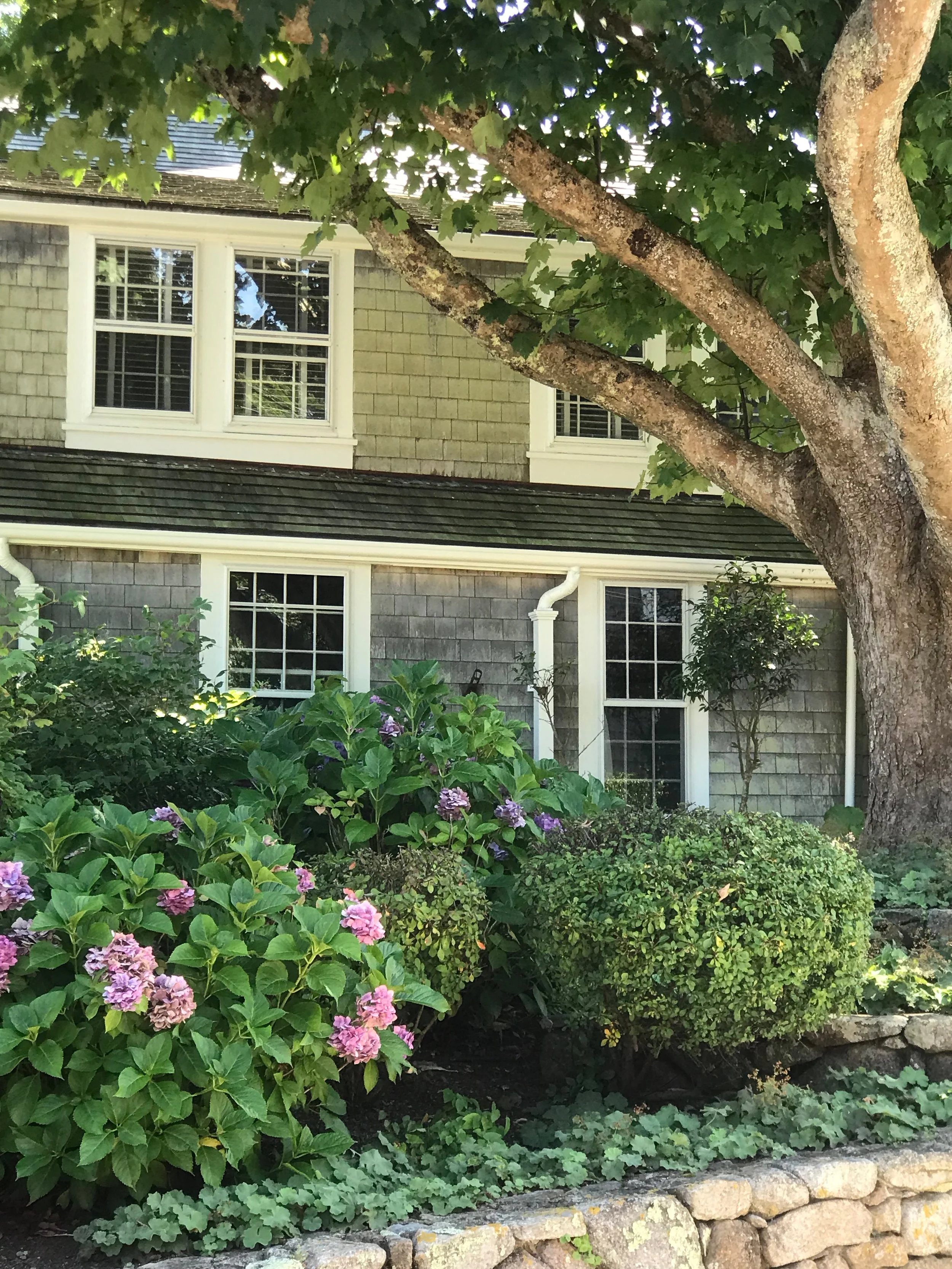 TREES OF NANTUCKET — The French Tangerine