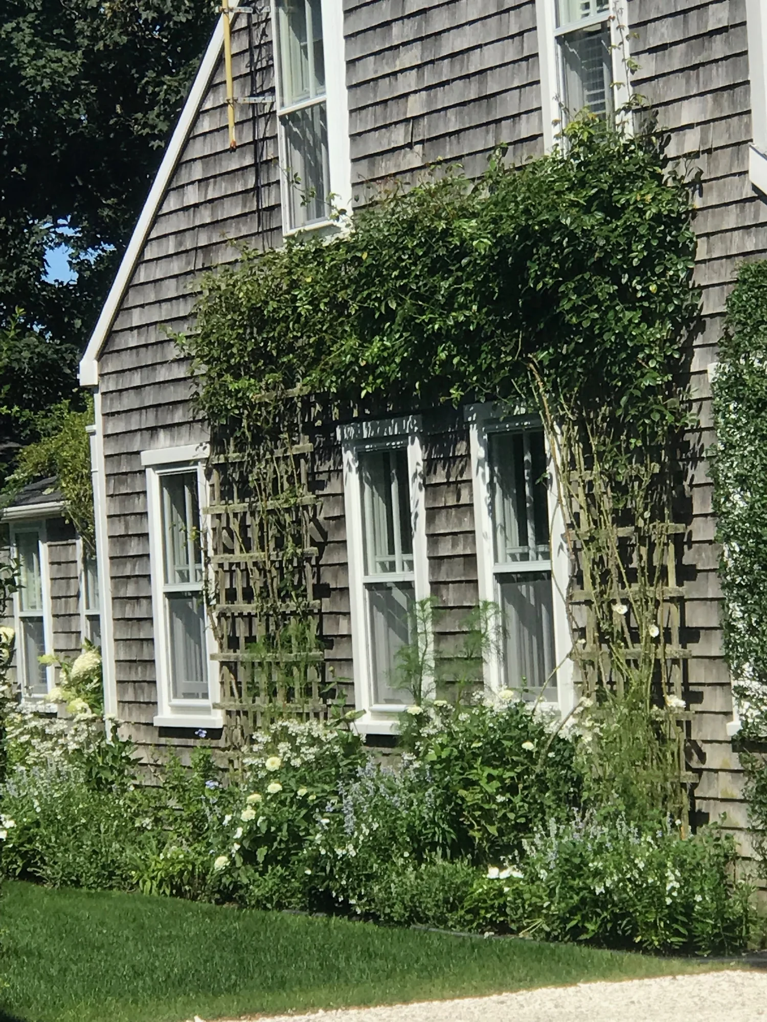 TREES OF NANTUCKET — The French Tangerine