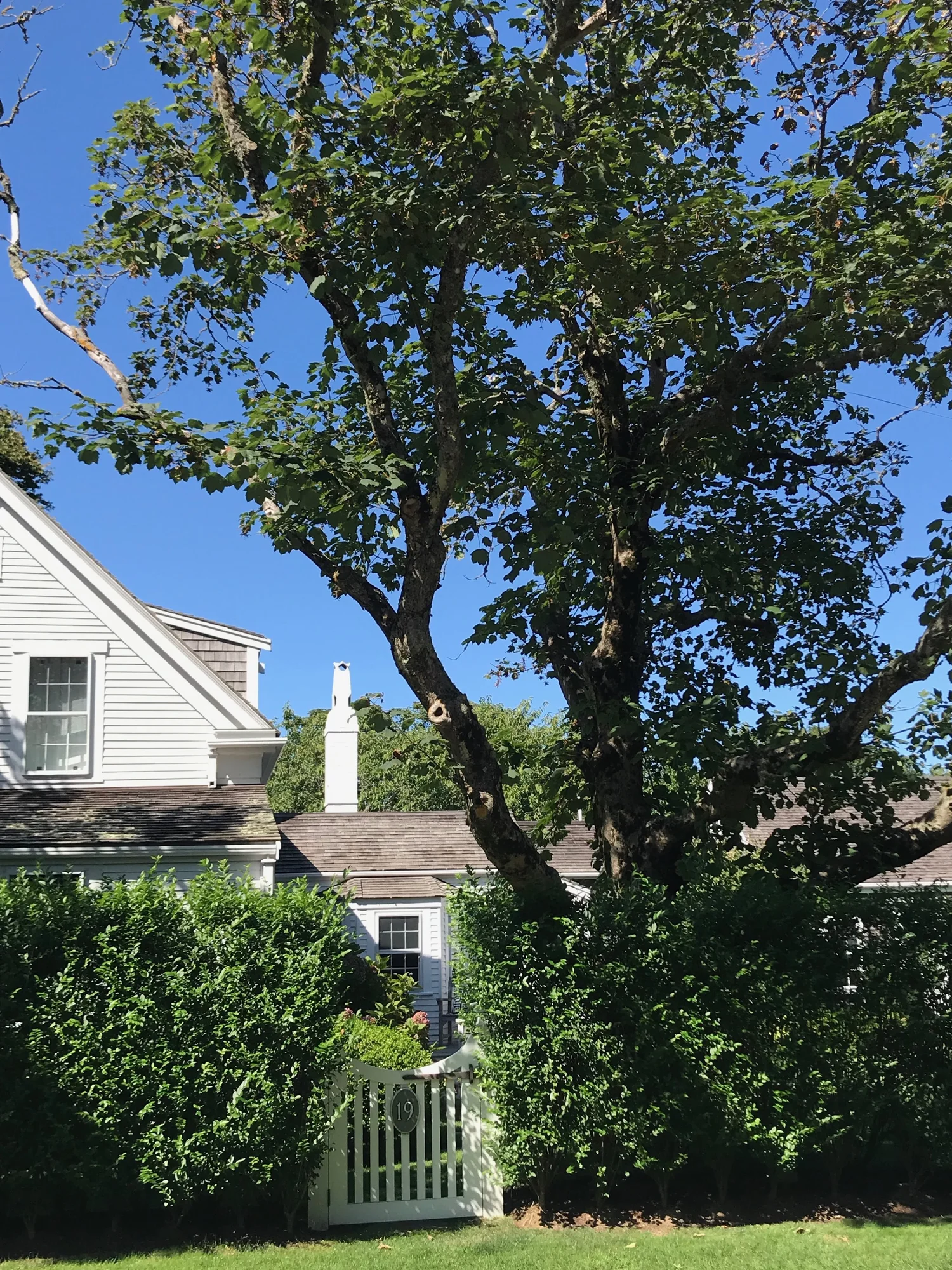 TREES OF NANTUCKET — The French Tangerine