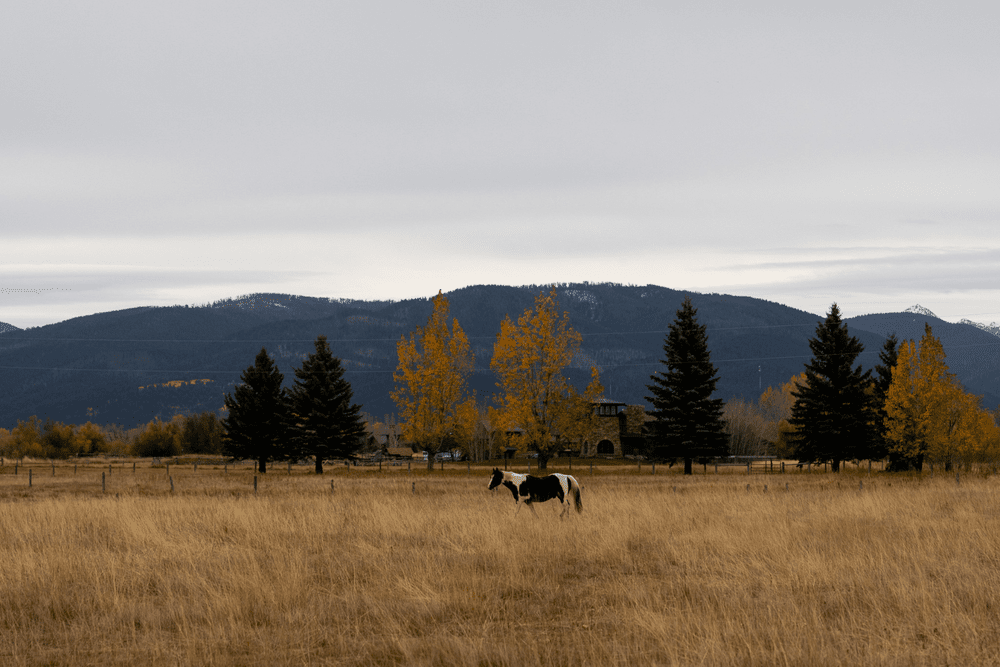 Montana in the Fall: Things to Do, Where to Go, and Best Time to Visit ...