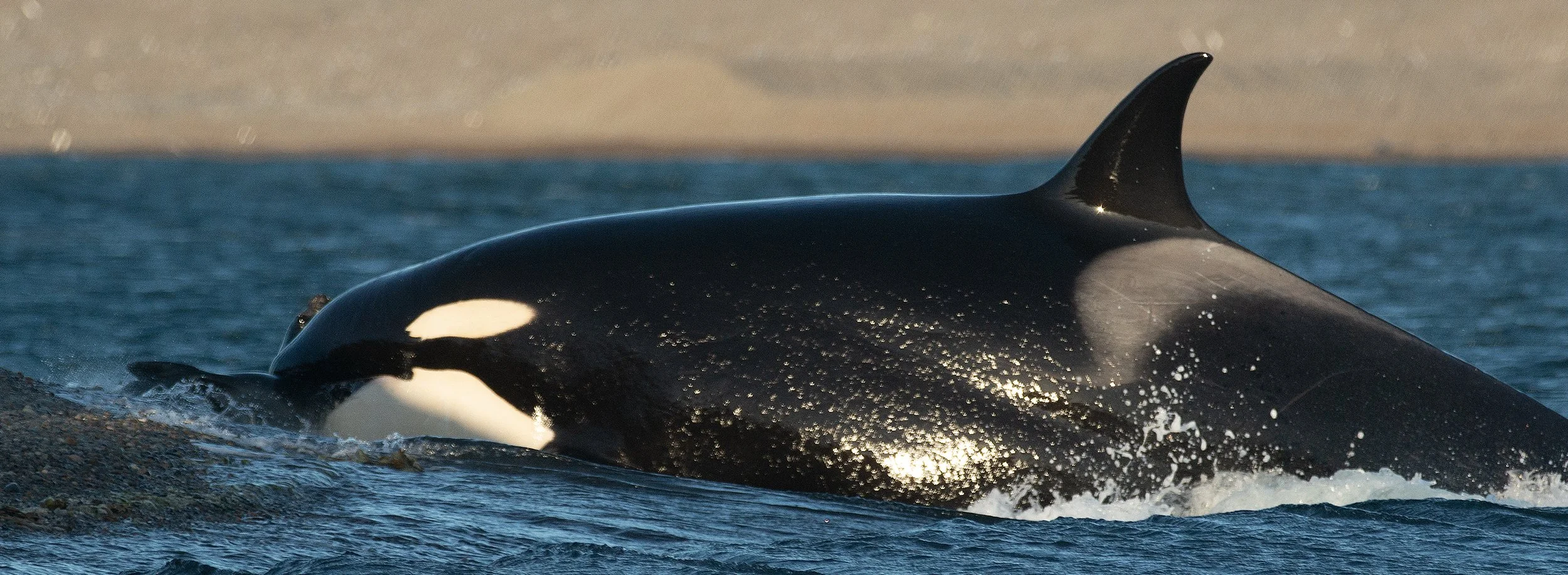 Galería de Fotos de Orcas Stunning Orca Photo Gallery: Explore the ...