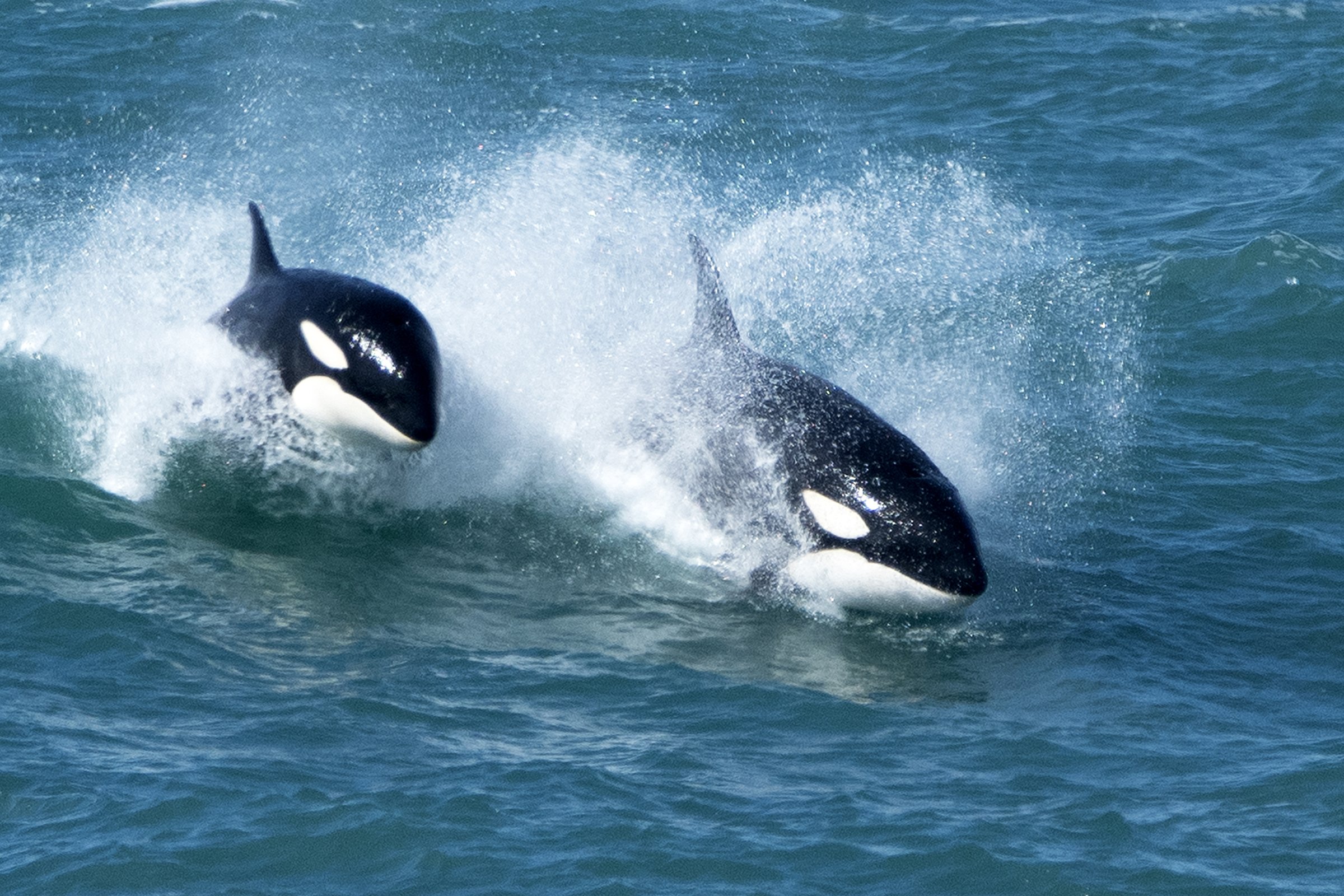 Galería de Fotos de Orcas Stunning Orca Photo Gallery: Explore the ...