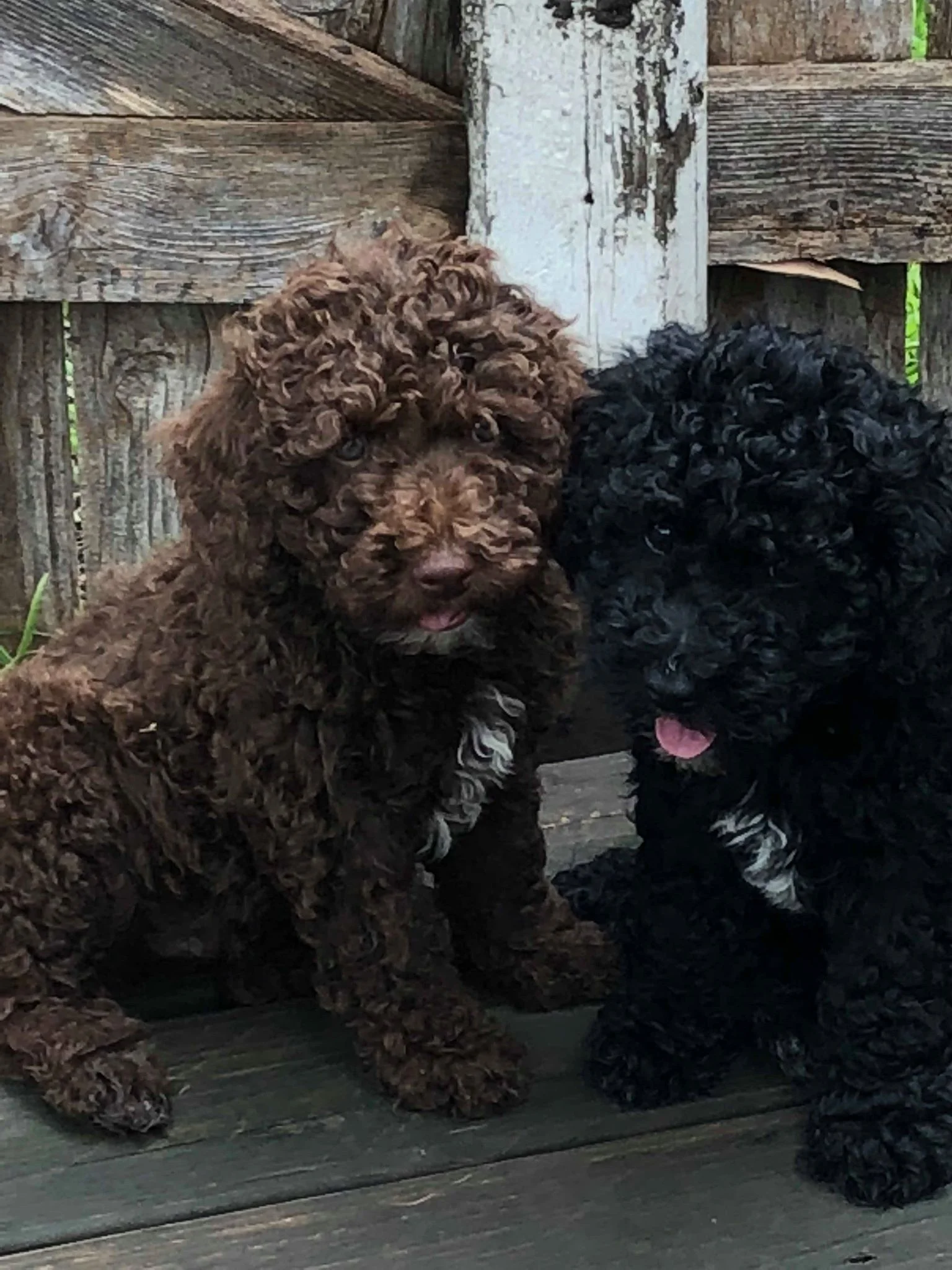 Black Spanish Water Dog
