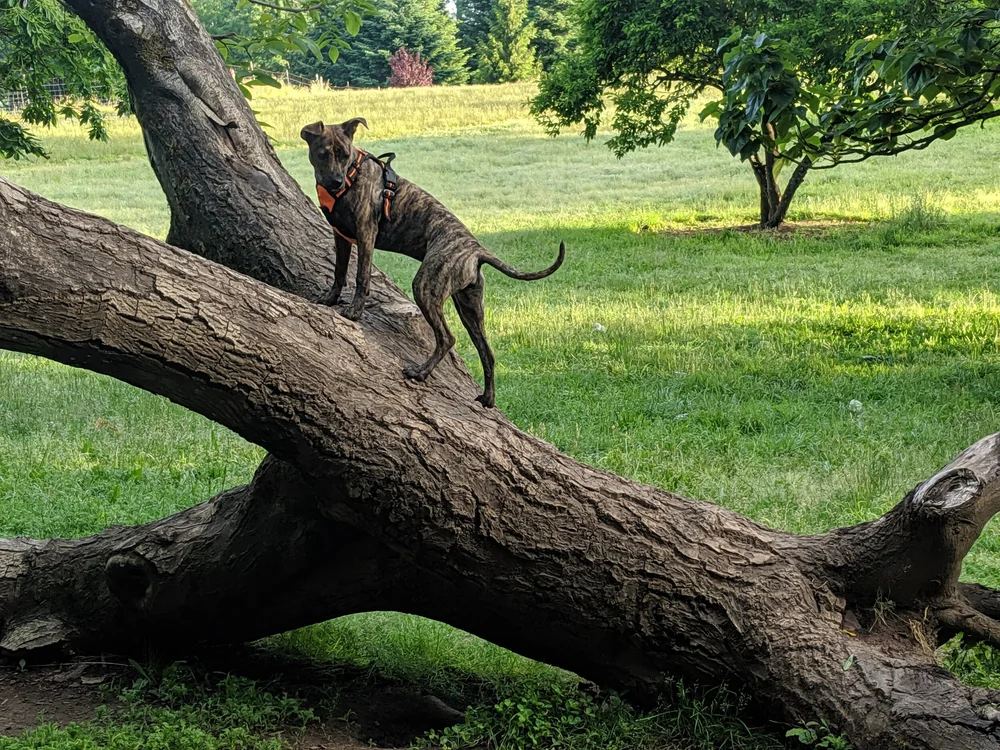 Park Locations | Discover & Visit Dog Parks Today — DOGPAW Off Leash Parks