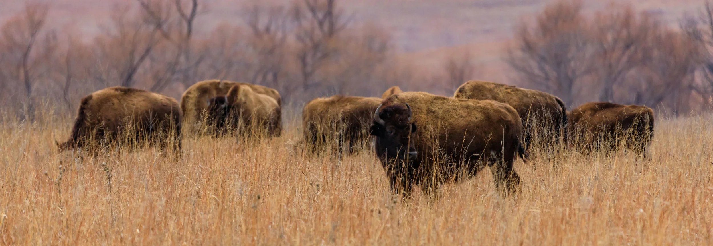 Why The Buffalo? — Mazurek Belden & Burke PC