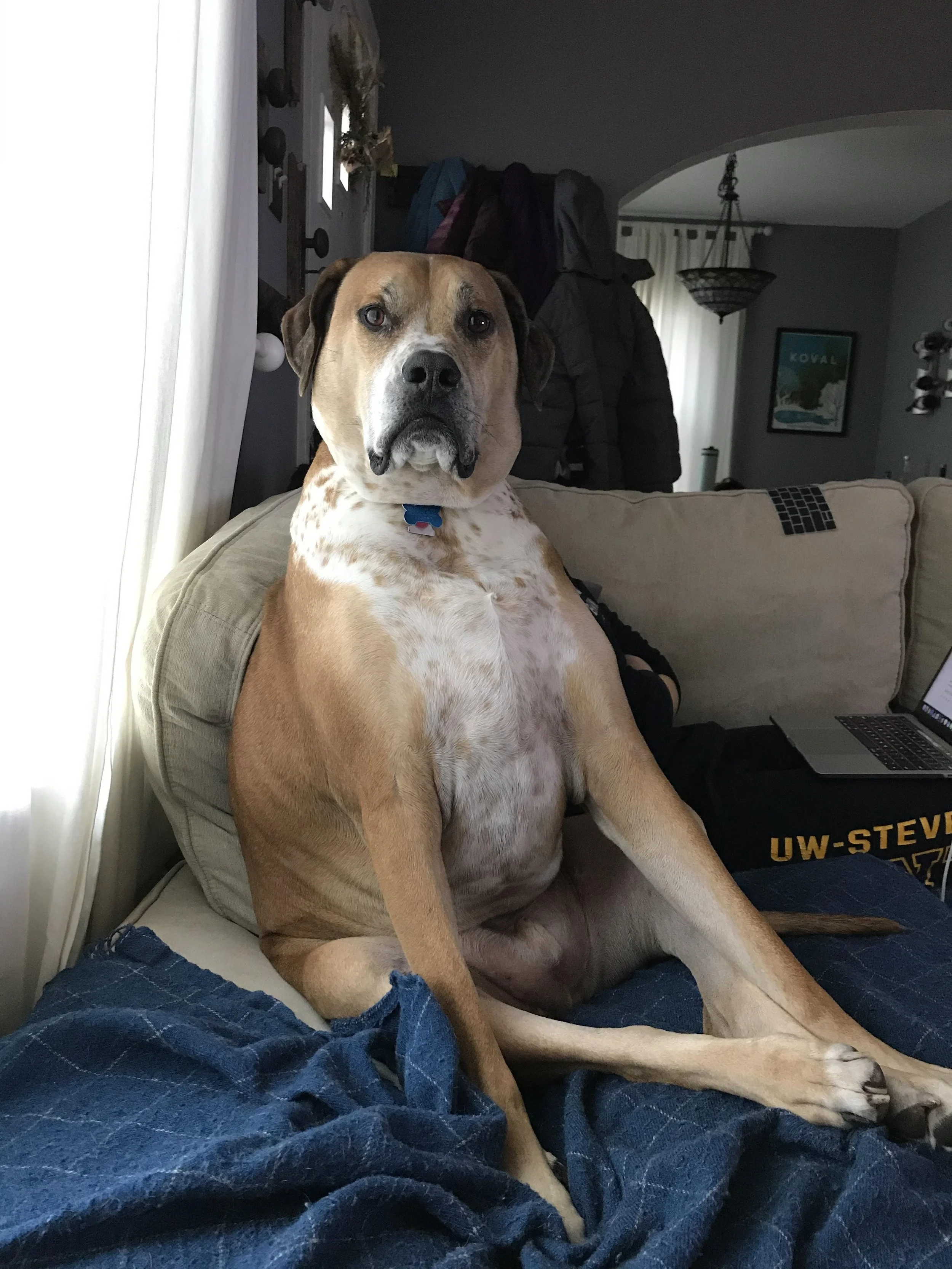 Dogs Sitting Like Humans