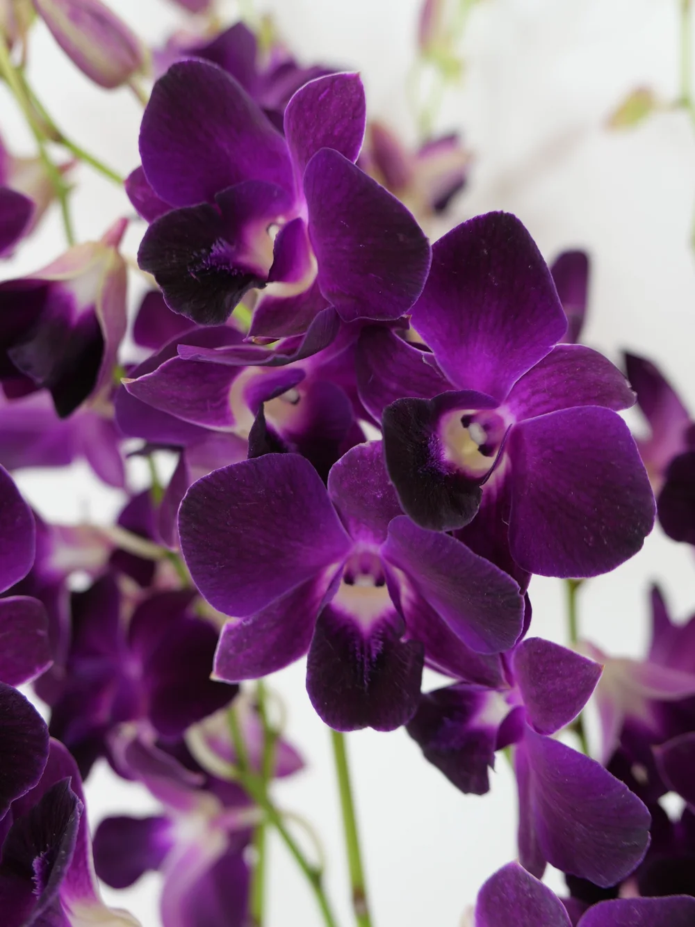 Dark Purple Orchids With Spots