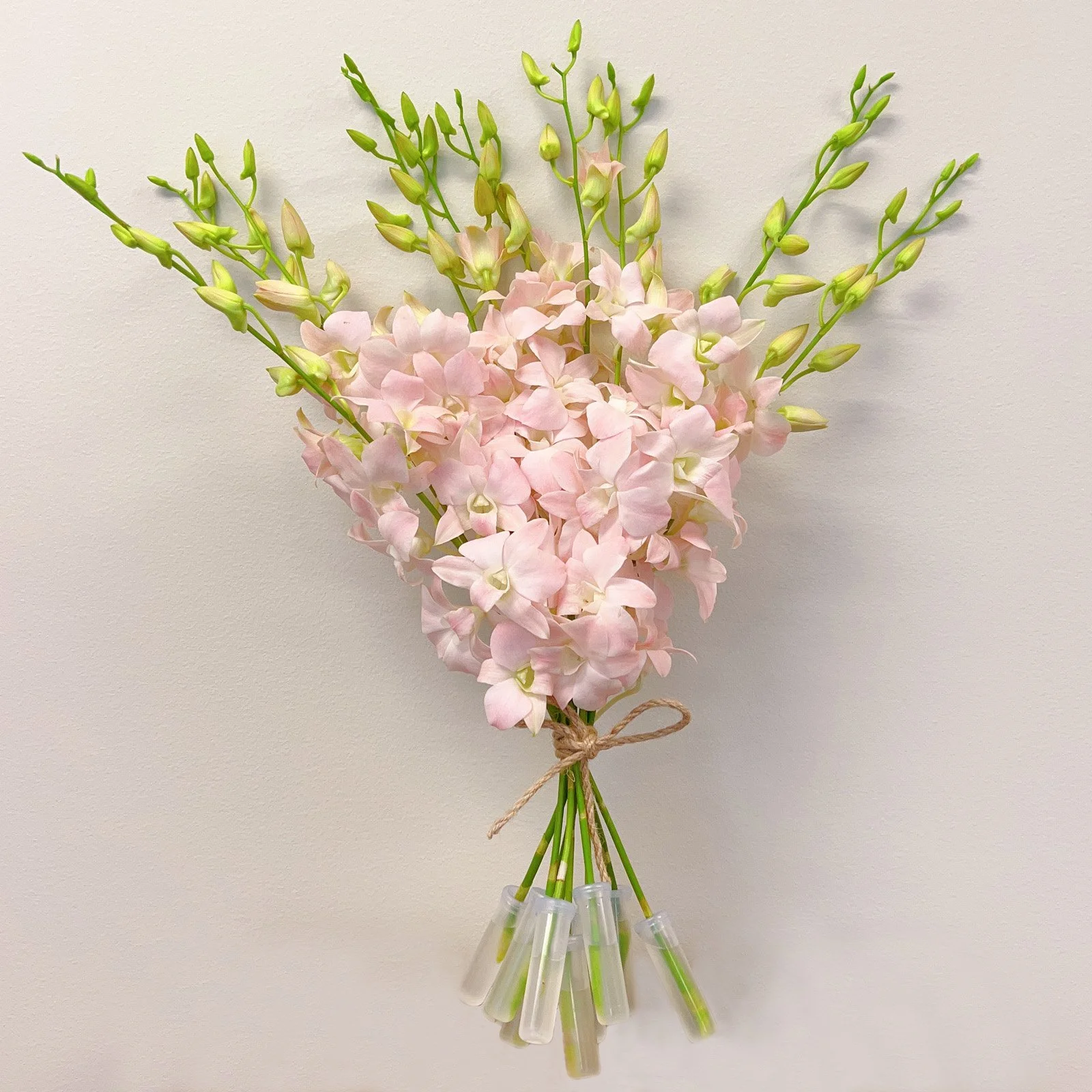 jinda sweet peachy pink cut dendrobium orchid stems — Northwest Orchids