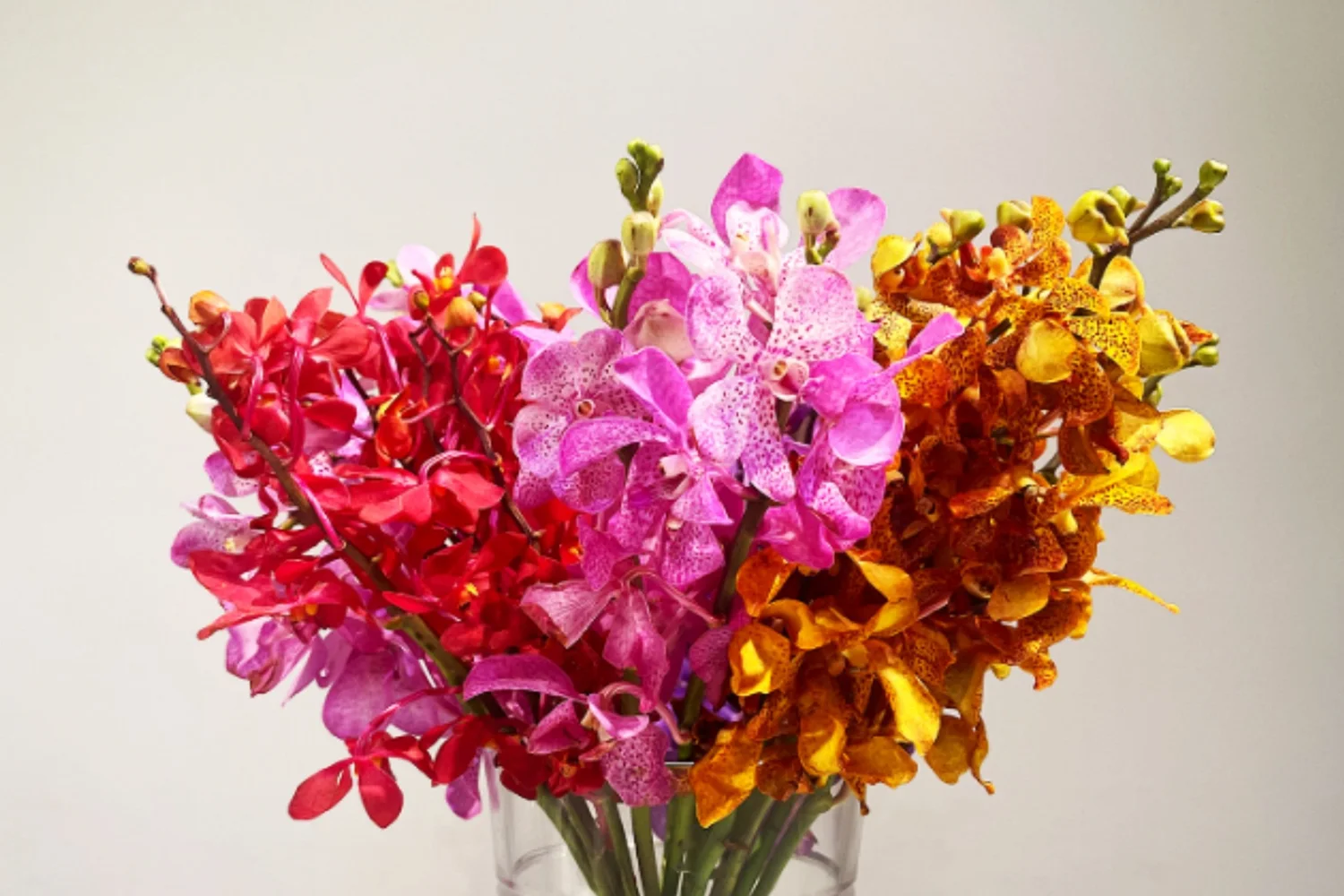 Cut Orchids — Northwest Orchids