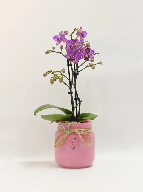 Northwest Orchids