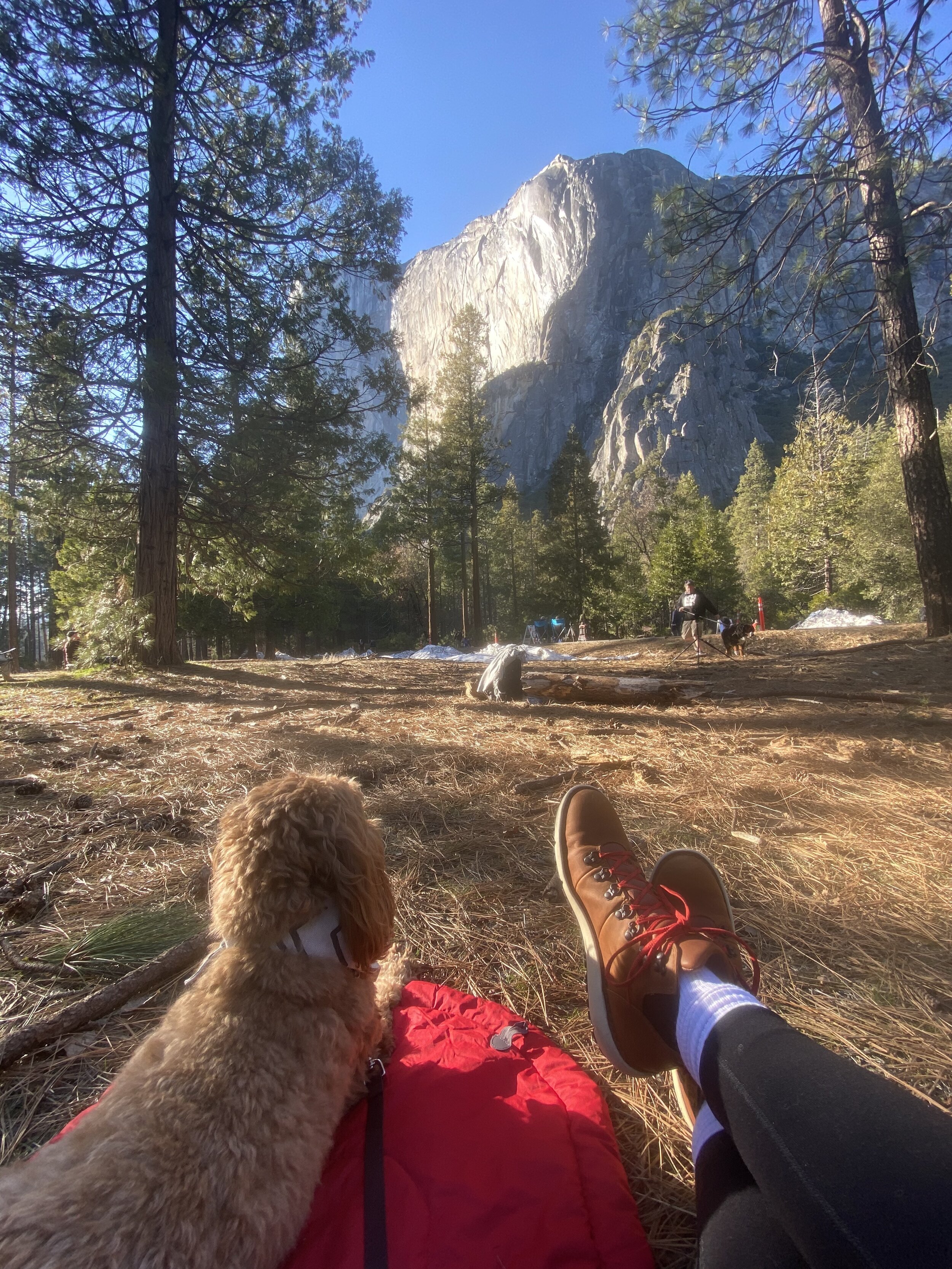 Are Dogs Allowed In Yosemite Park