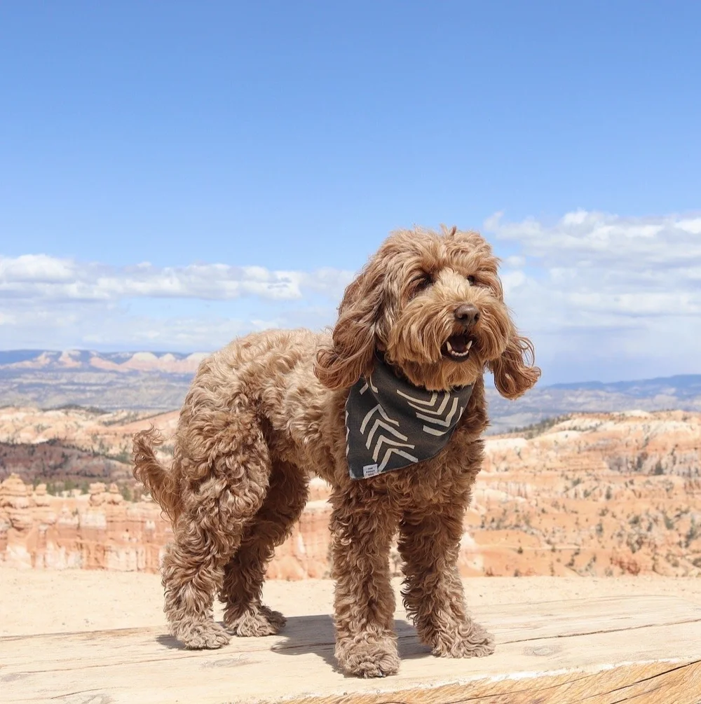 Are Dogs Allowed In Bryce National Park