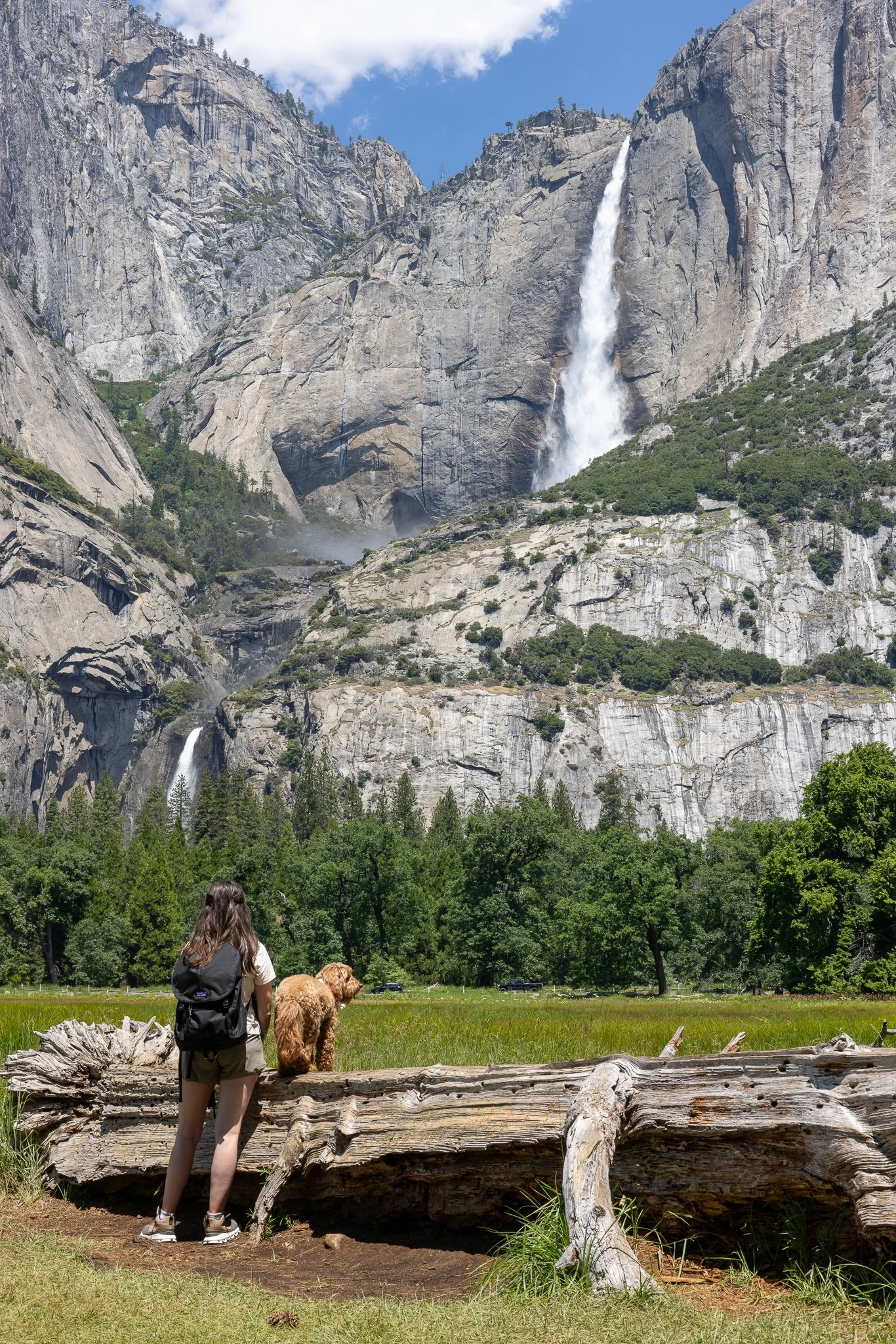 Are Dogs Allowed In Yosemite National Park