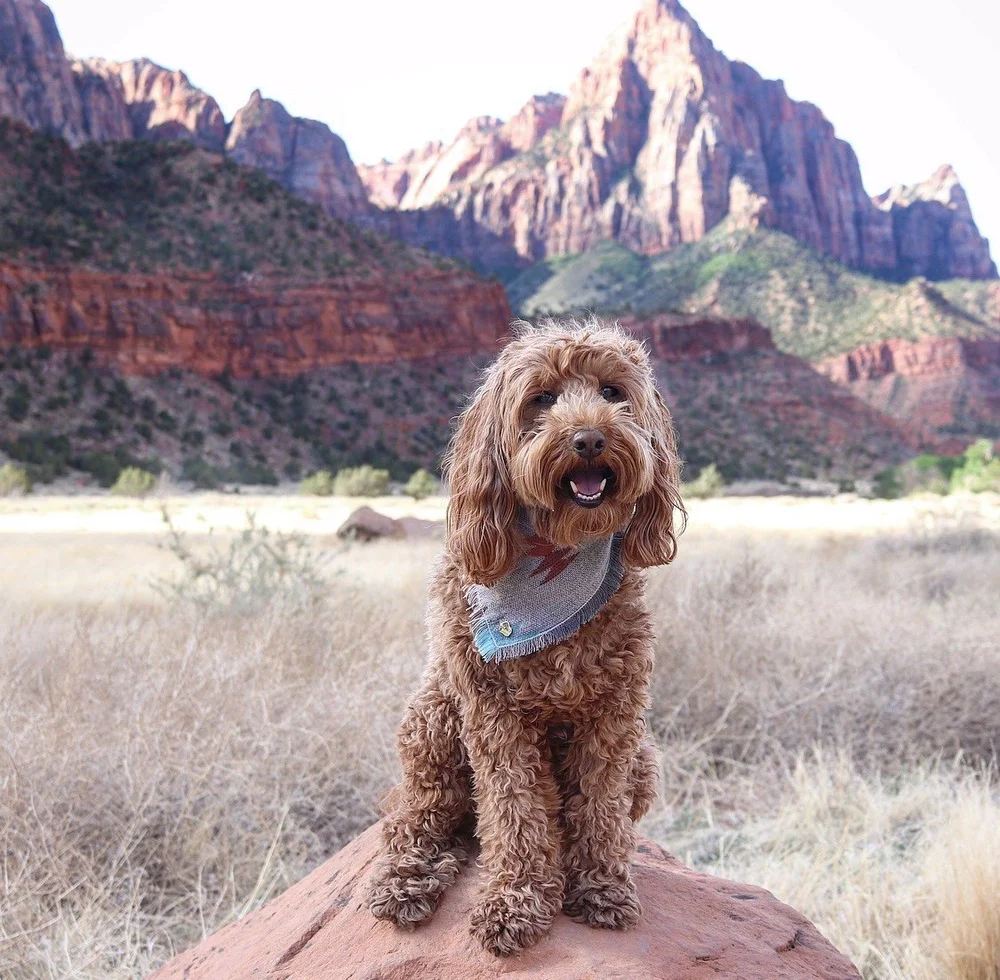 Are Dogs Allowed In State Parks Utah