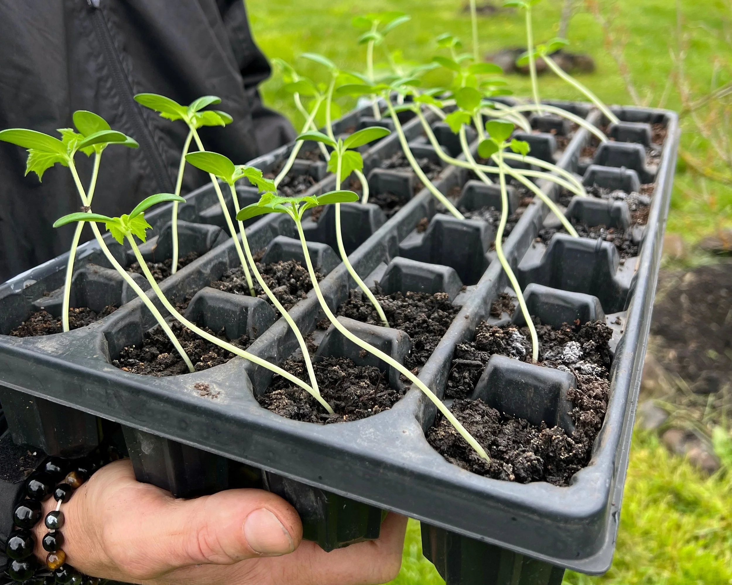Germinating Seeds for your Garden — The Worm Farm Portland