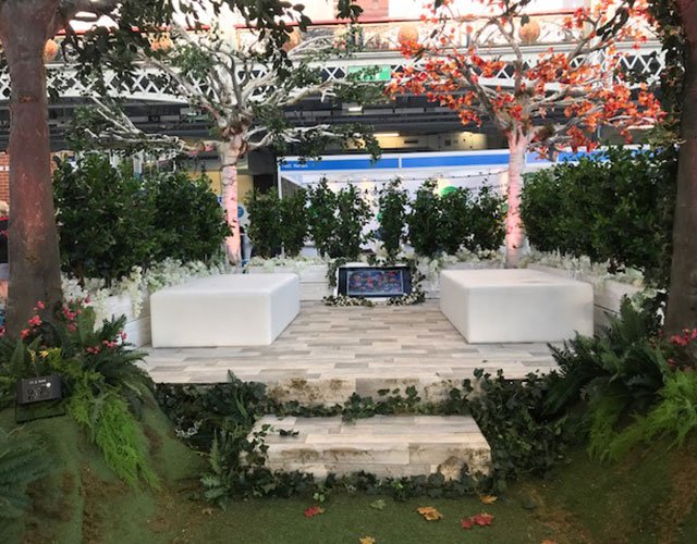 Ficus Trees — Funky Event Hire