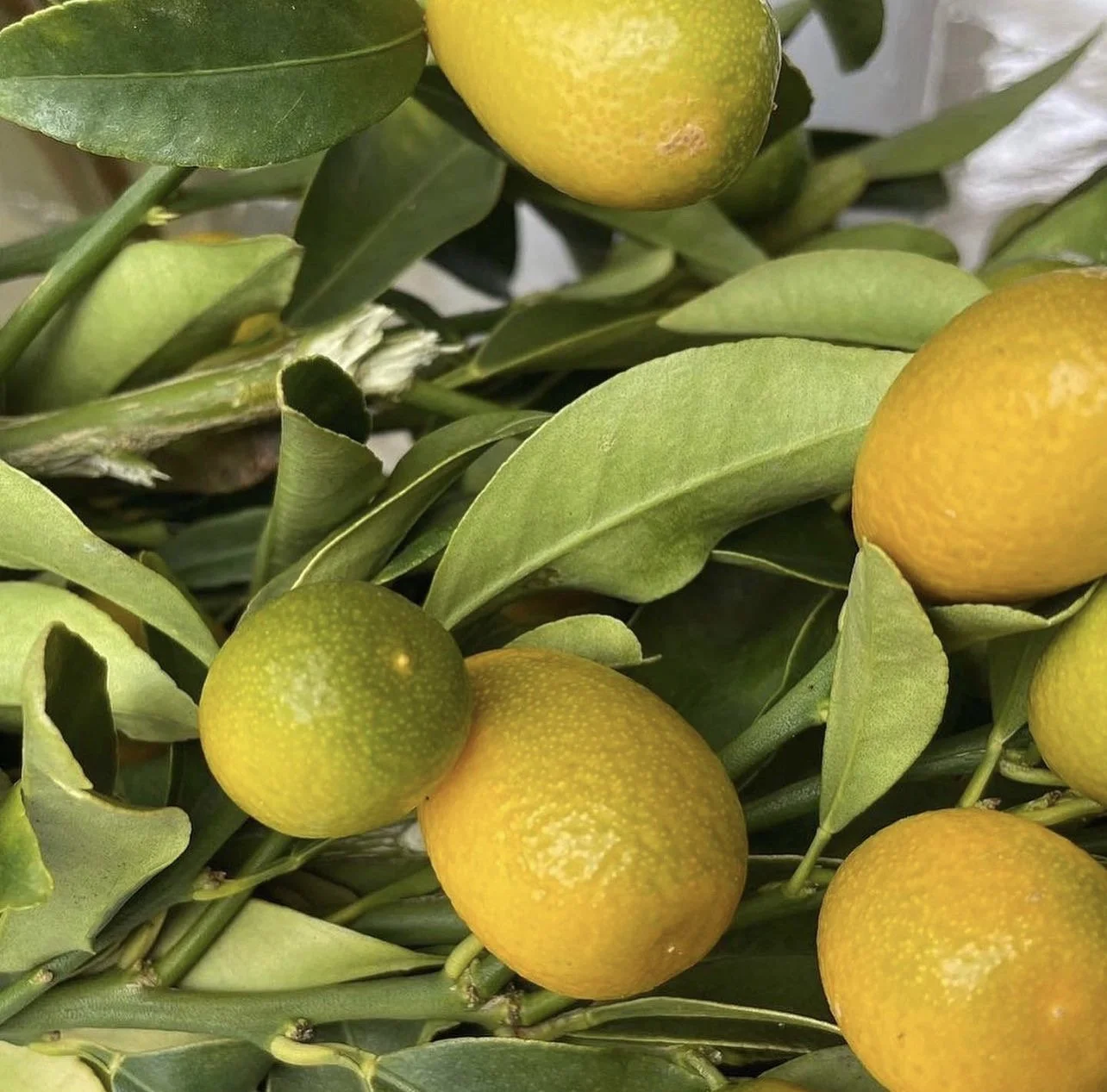 THE FARMERS' MARKET — Marin Country Mart