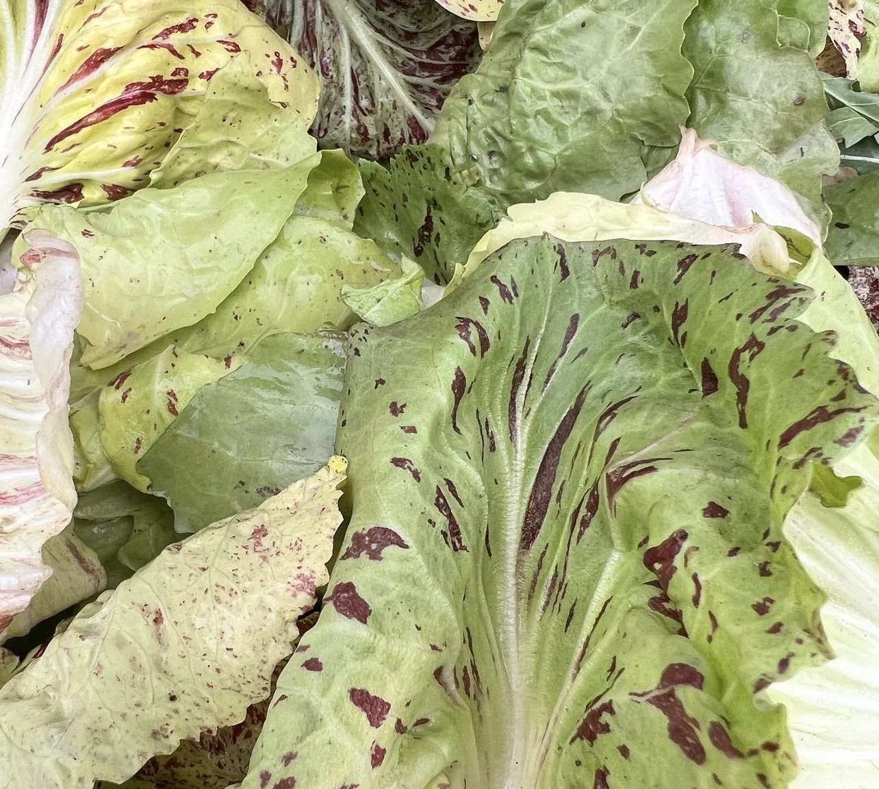 THE FARMERS' MARKET — Marin Country Mart