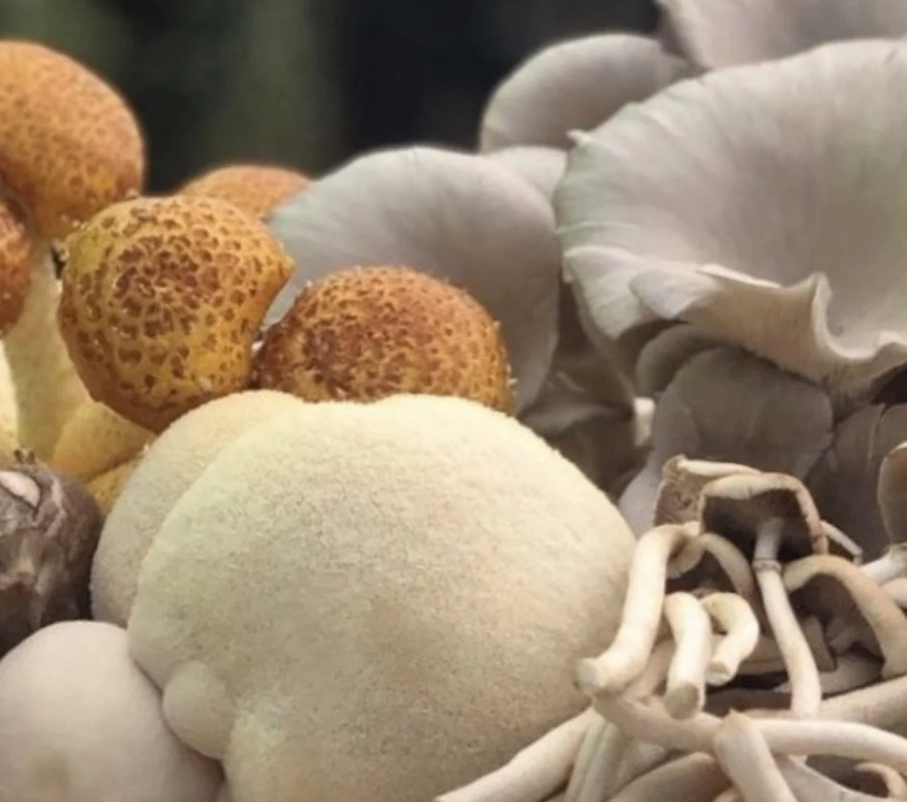 THE FARMERS' MARKET — Marin Country Mart