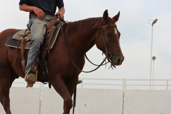 Tee Cross Ranches | Pueblo, CO AQHA Registered Sale Horses, Breeding ...