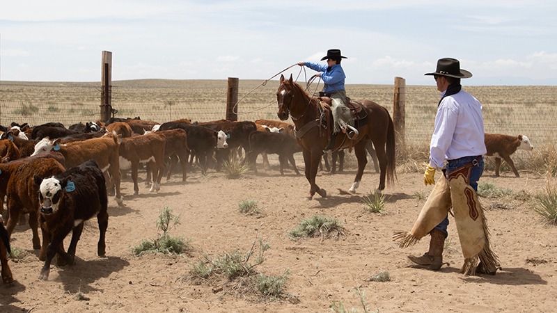 In the News | Tee Cross Ranches