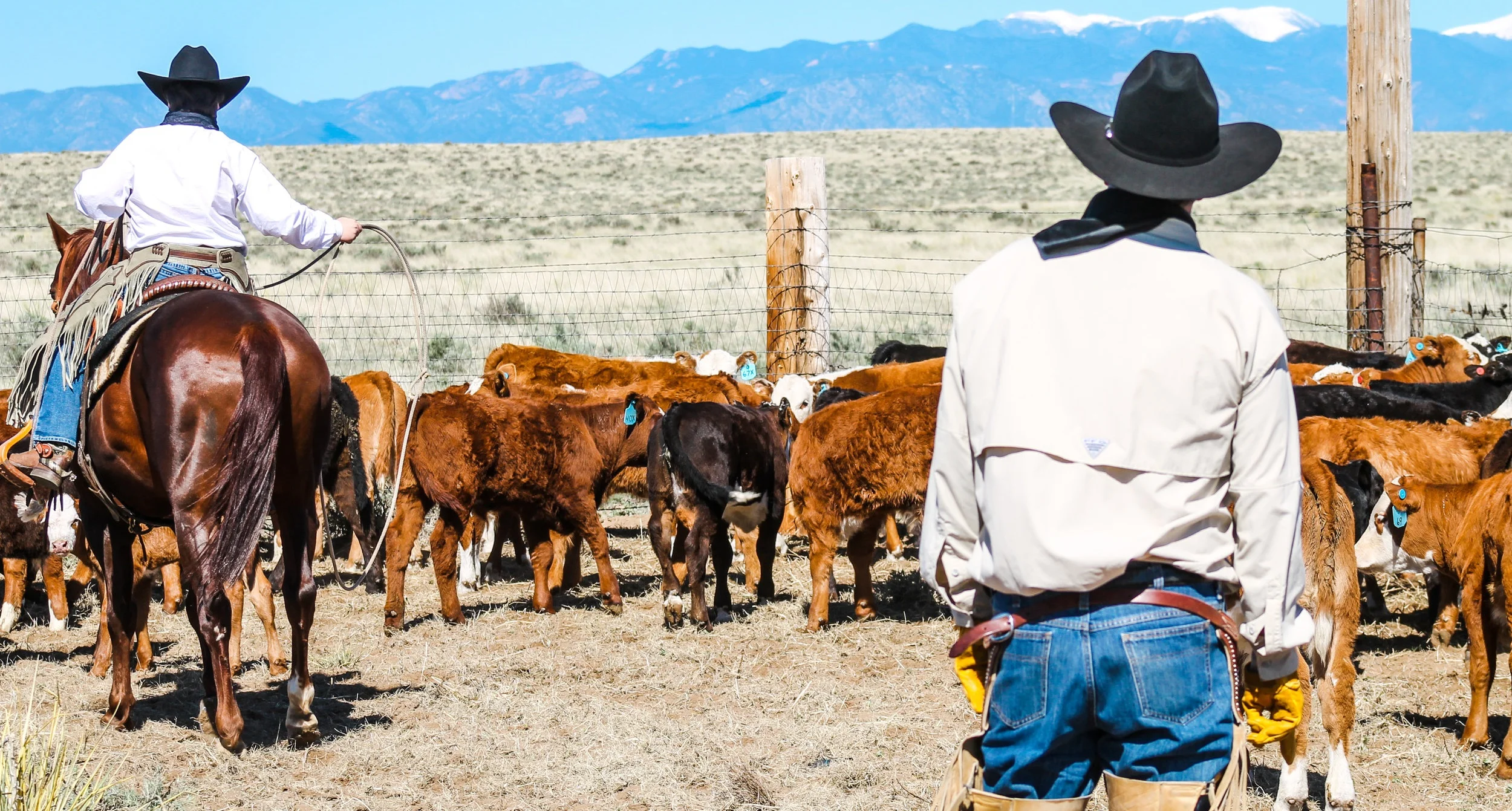 Tee Cross Ranches | Pueblo, CO AQHA Registered Sale Horses, Breeding ...