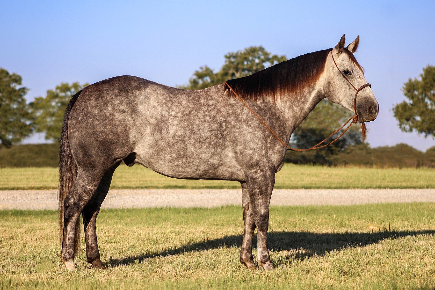 Sale Horses | Tee Cross Ranches