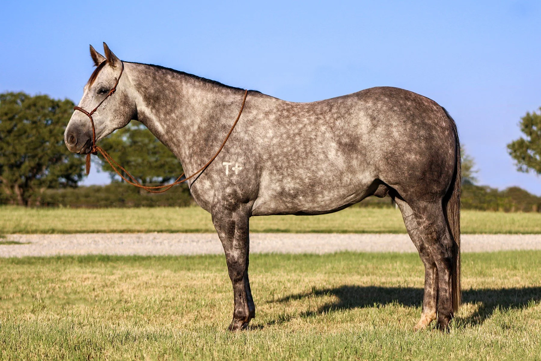 Sale Horses | Tee Cross Ranches