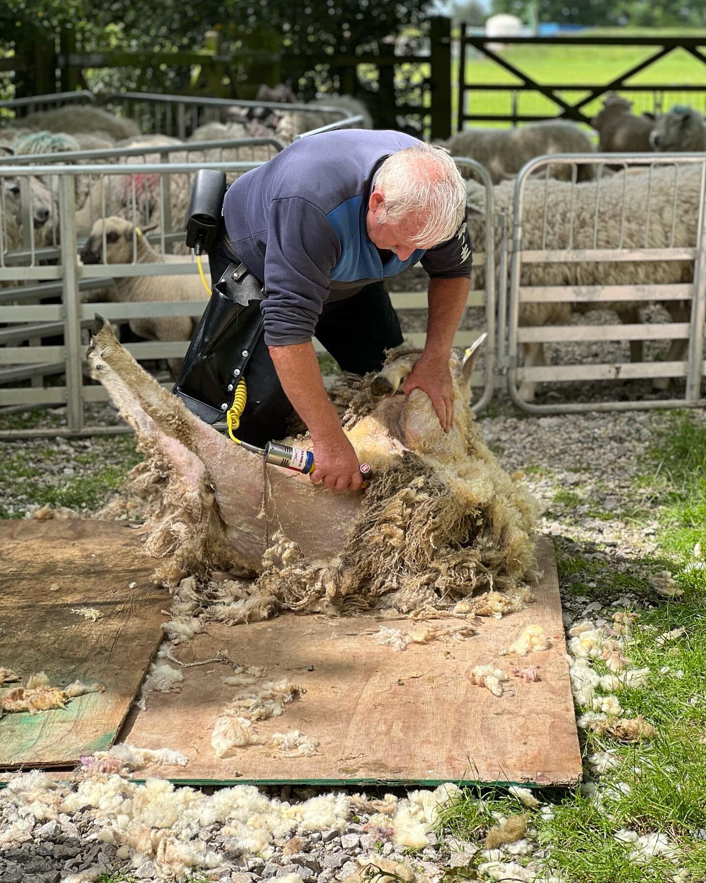 Wool Felted Sheep — Flock and Hare