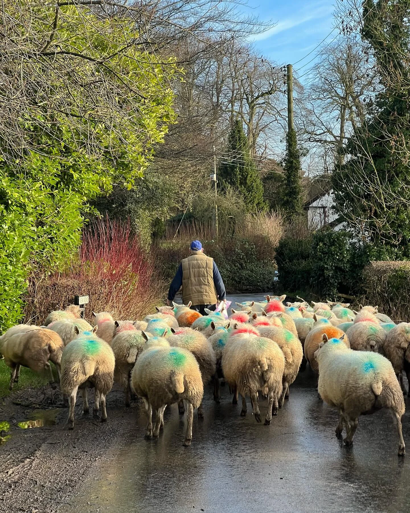 Wool Felted Sheep — Flock and Hare