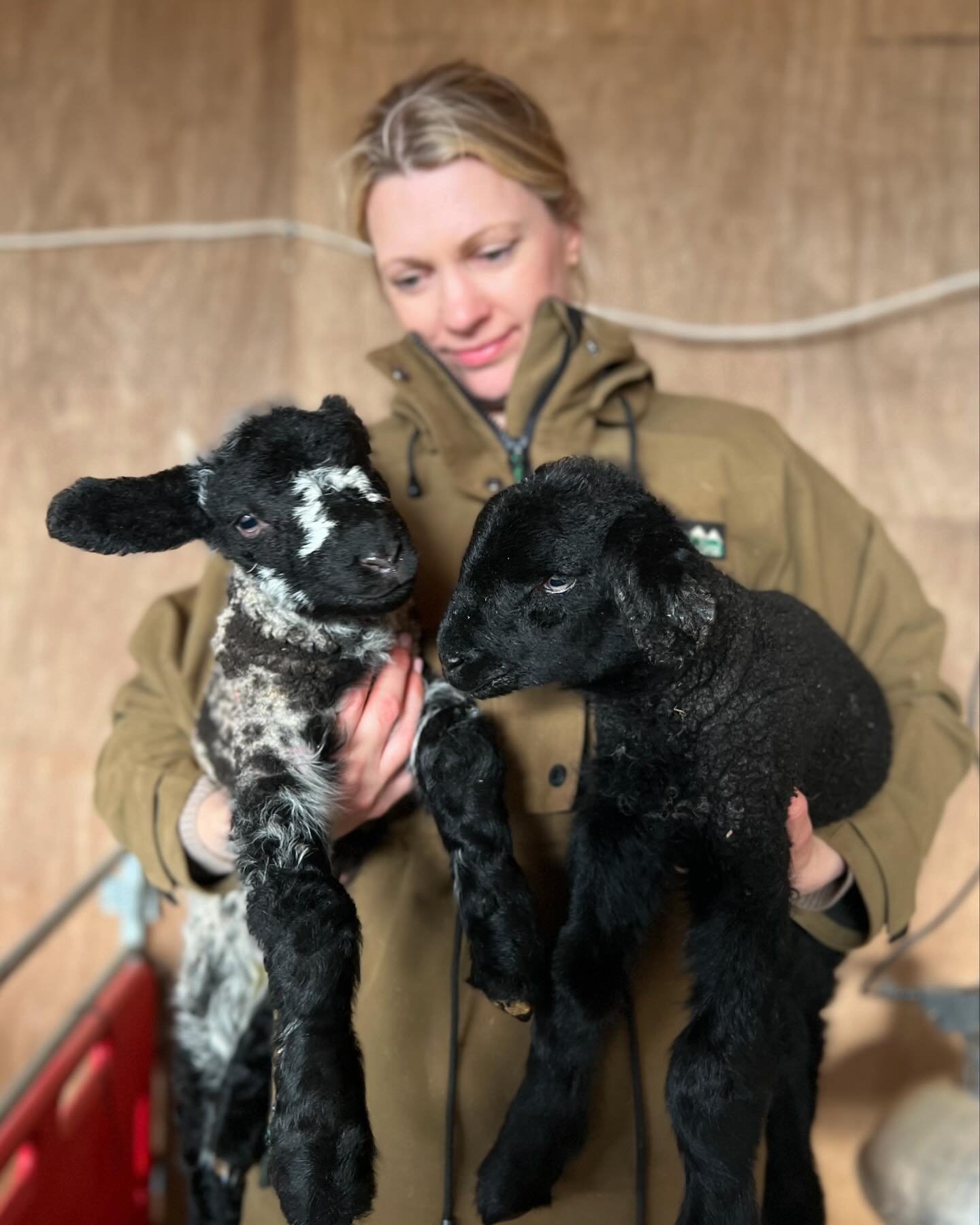 Wool Felted Sheep — Flock and Hare