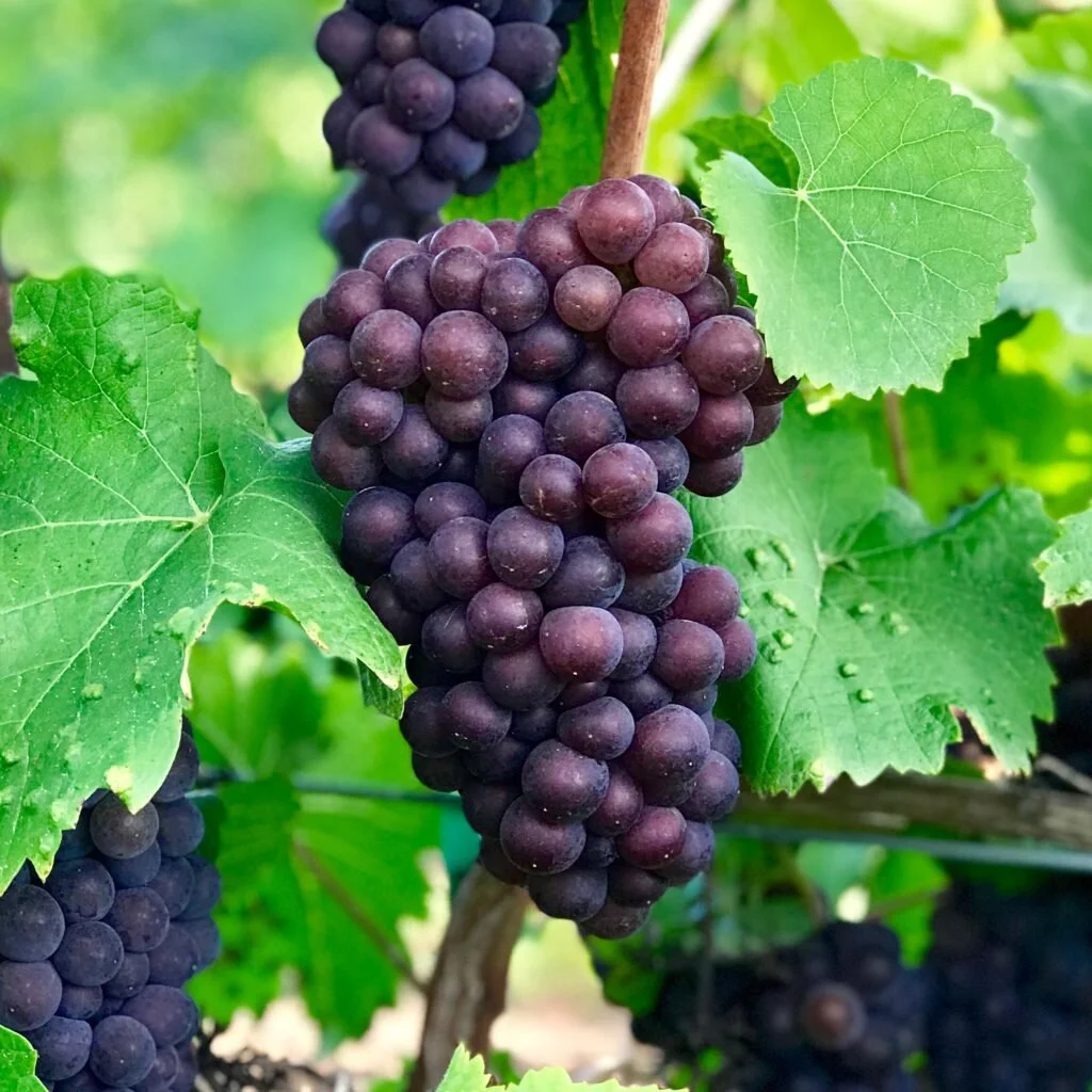 Pinot Gris Grapes