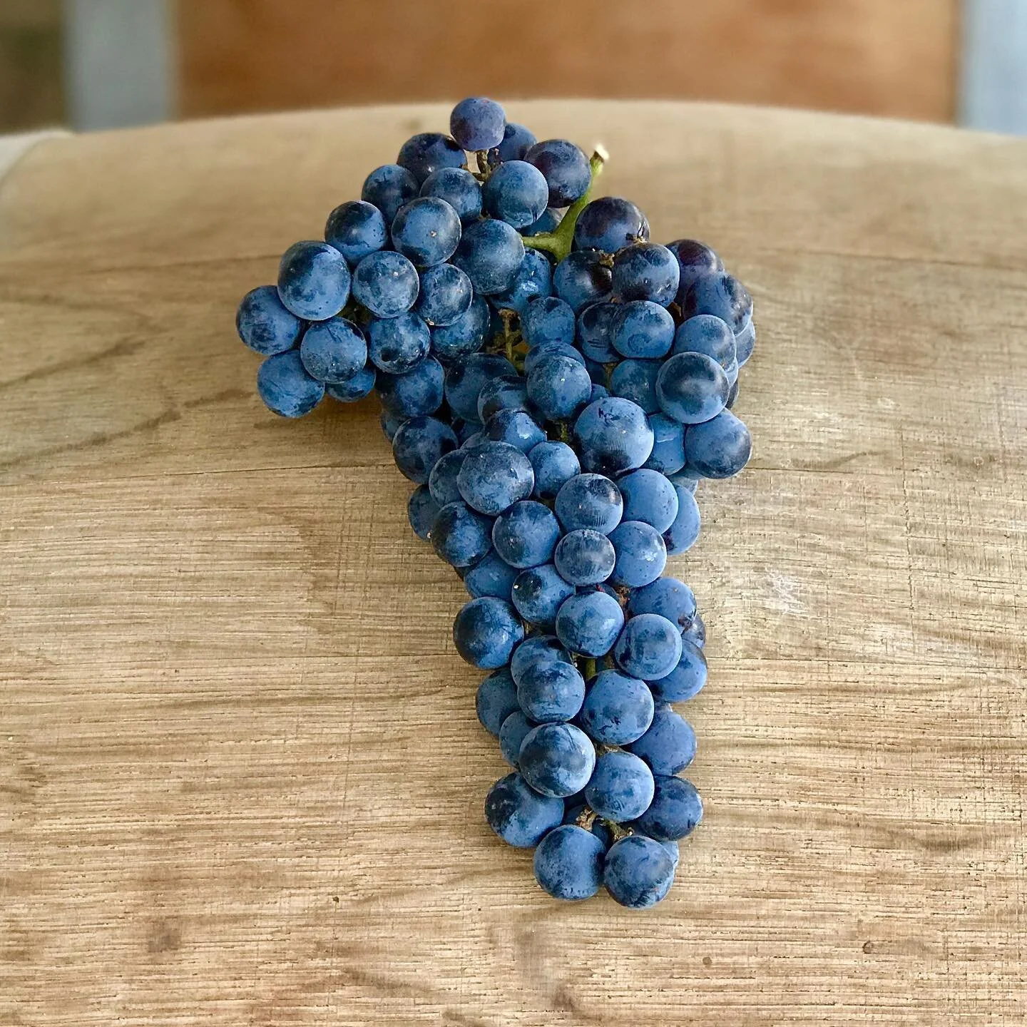 Shop — Wine Grapes Direct