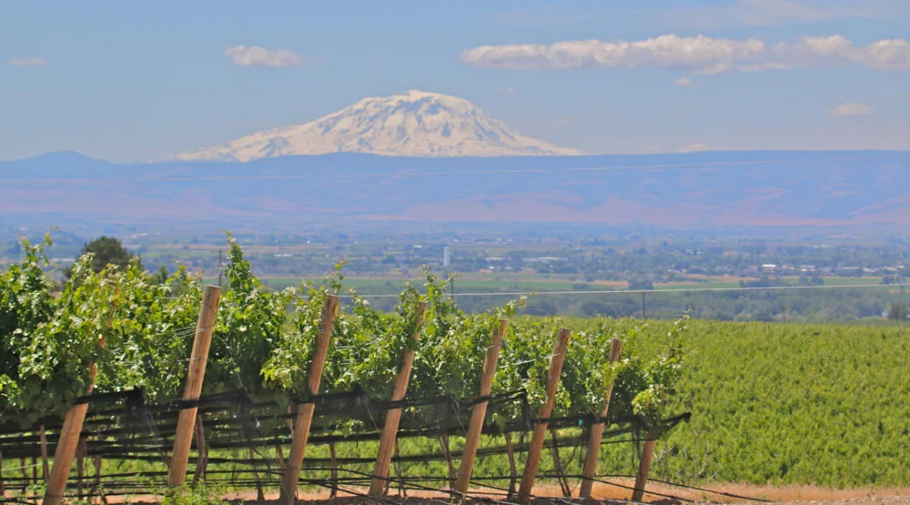 Viognier, Grenache Blanc, Roussanne, and Marsanne : White Rhones in ...