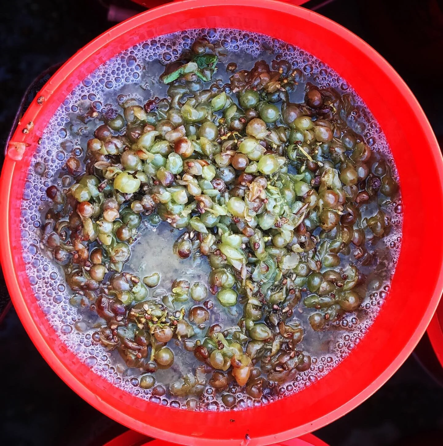 Shop — Wine Grapes Direct