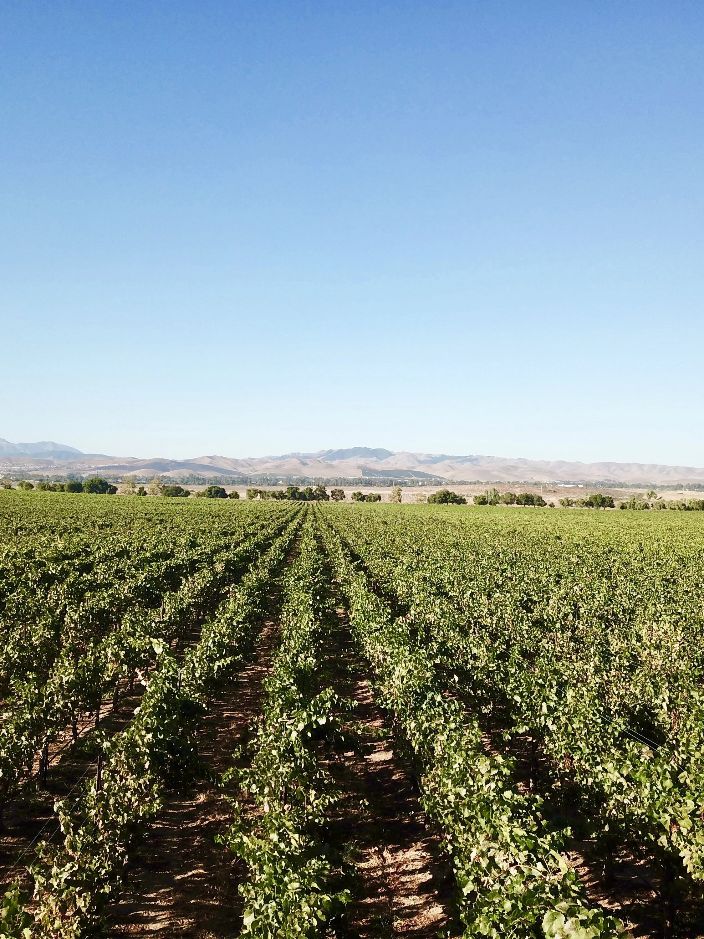 Shop — Wine Grapes Direct