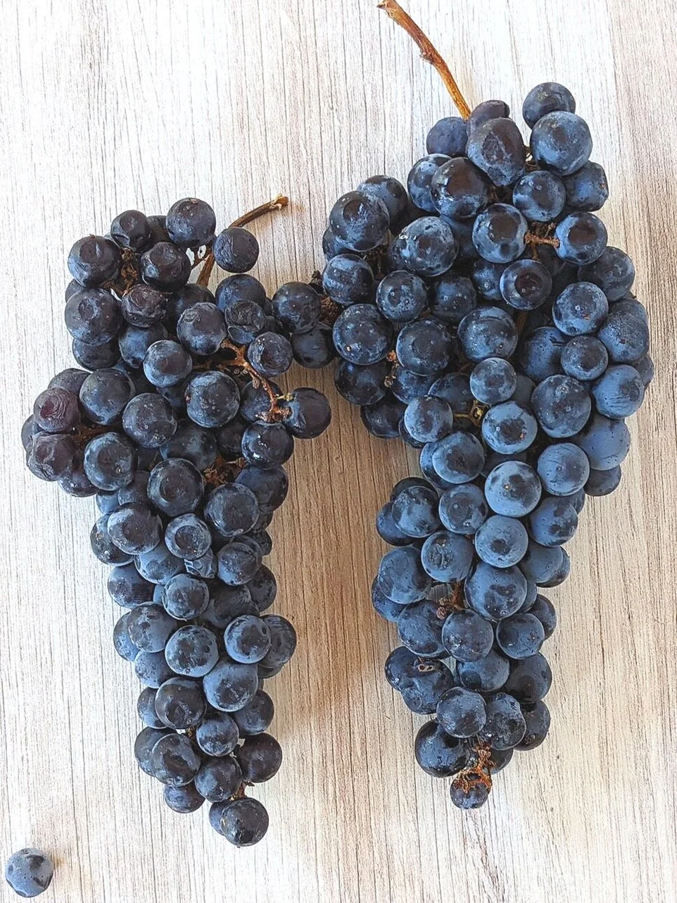 Shop — Wine Grapes Direct