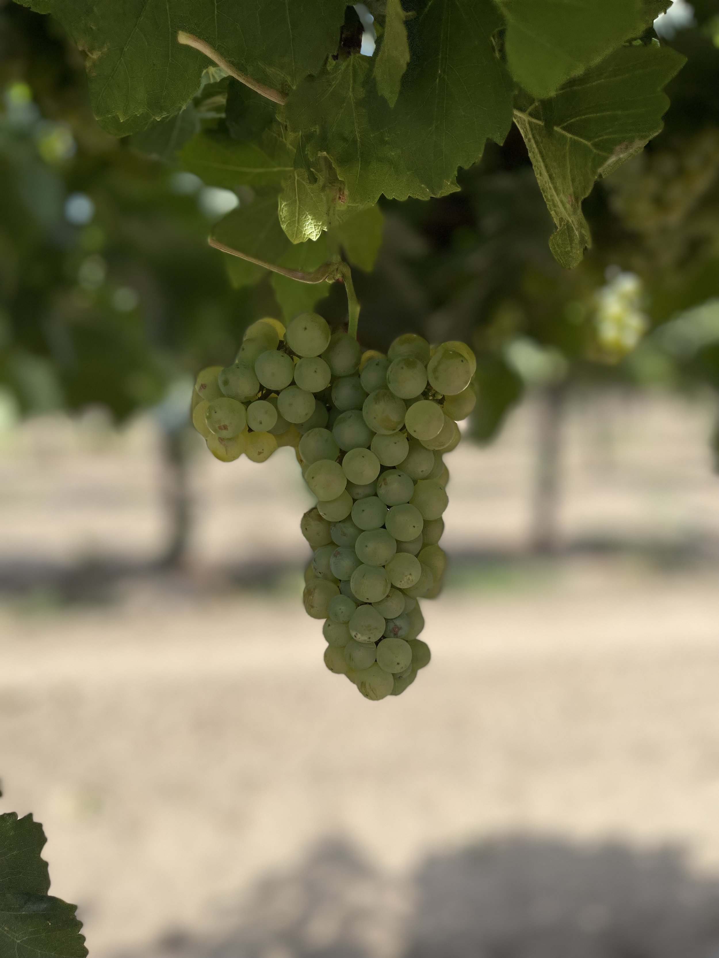 Shop — Wine Grapes Direct