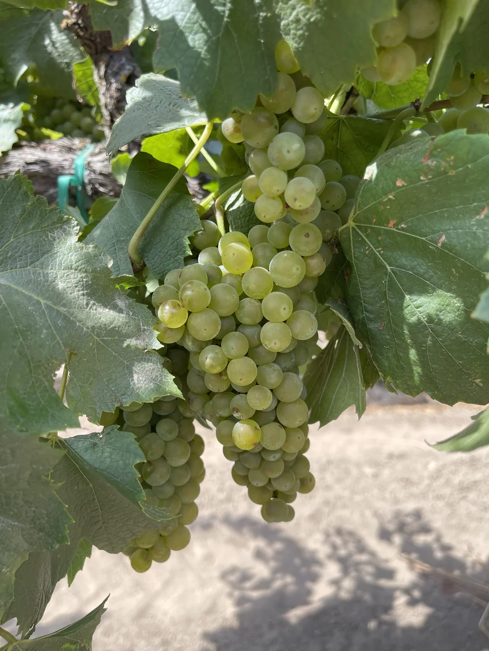 Shop — Wine Grapes Direct