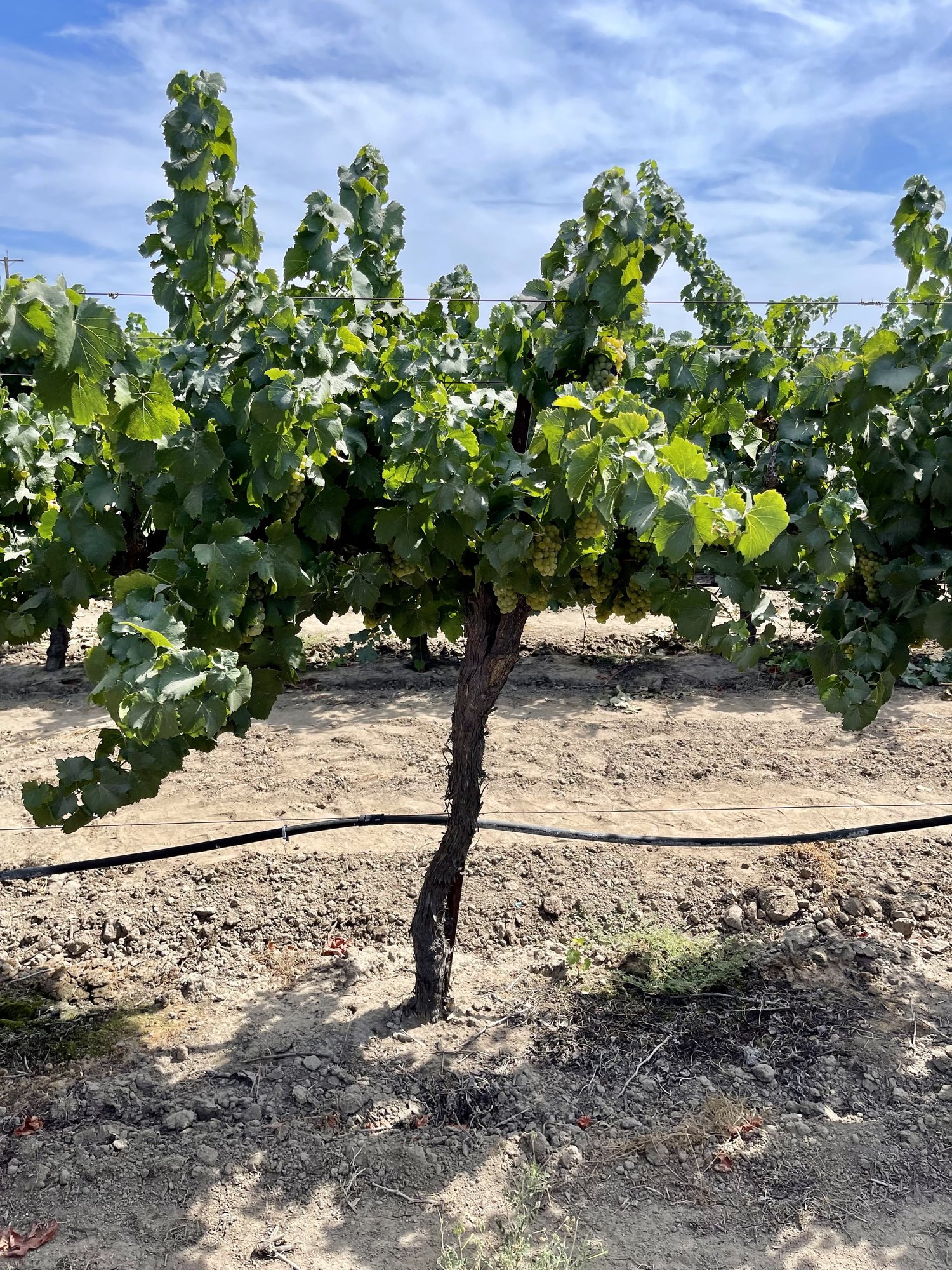 Shop — Wine Grapes Direct