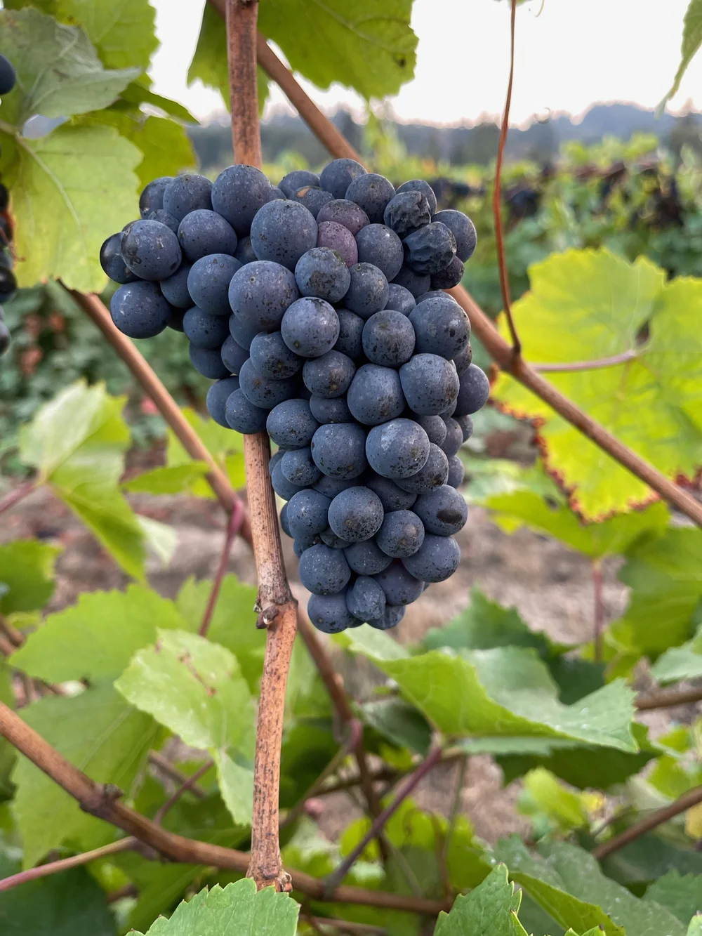 Pinot Noir Grapes