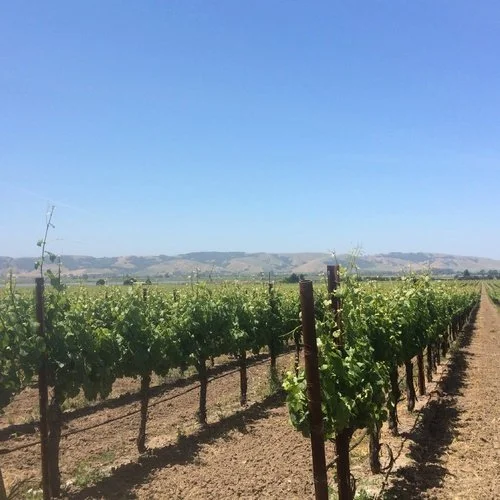 Shop — Wine Grapes Direct