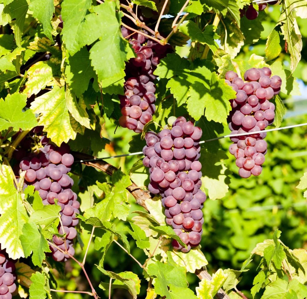 Shop — Wine Grapes Direct