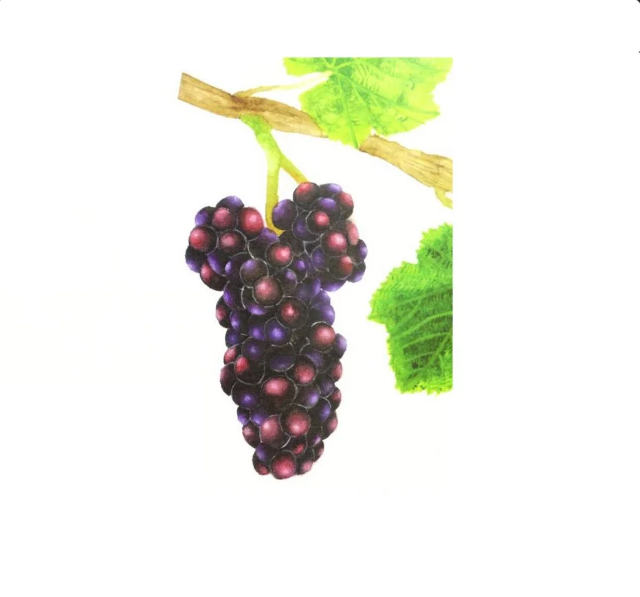 Shop — Wine Grapes Direct