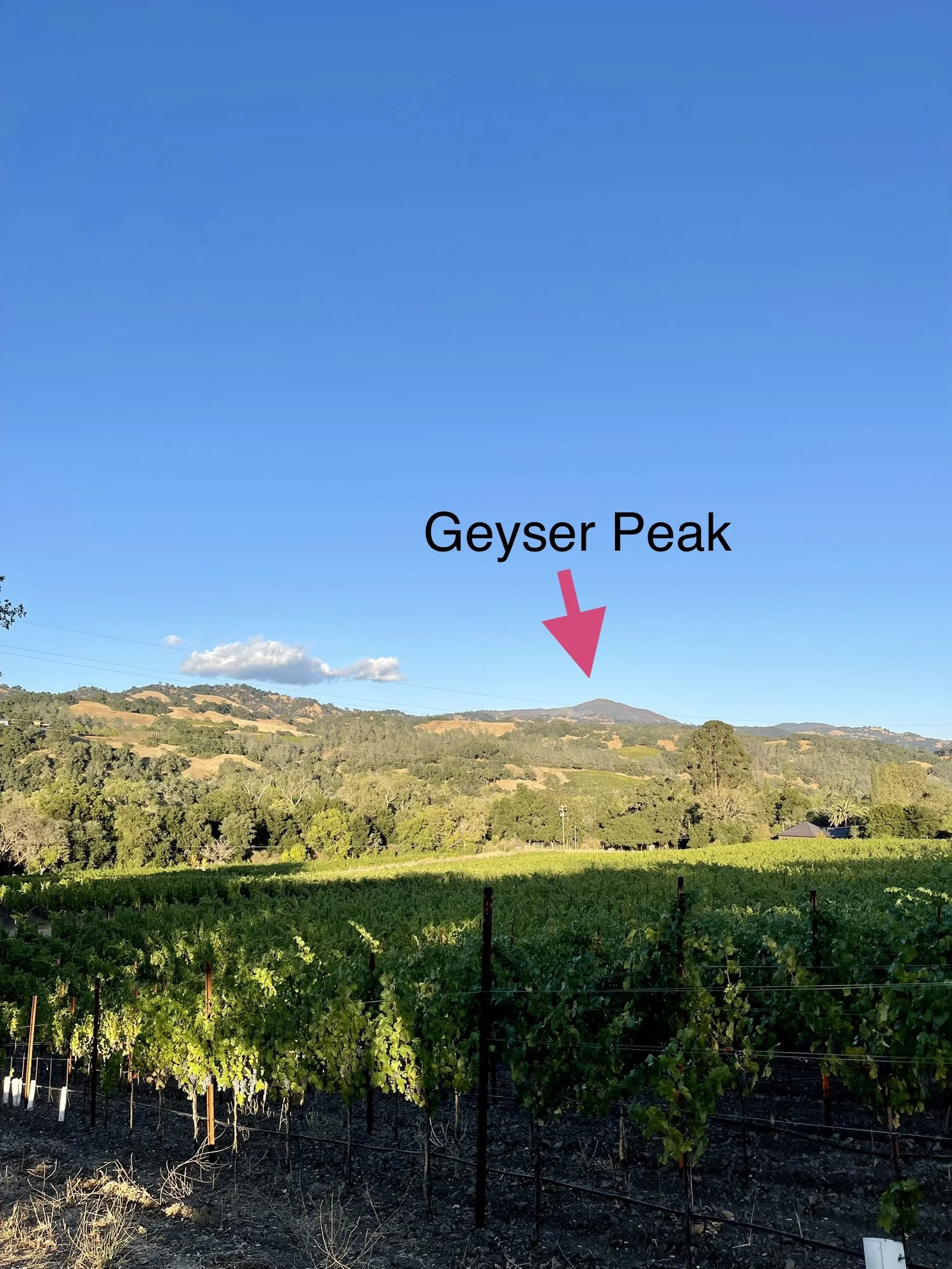 2023 Cabernet Sauvignon Sonoma Alexander Valley Frozen Grape Must ...