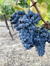 Shop — Wine Grapes Direct