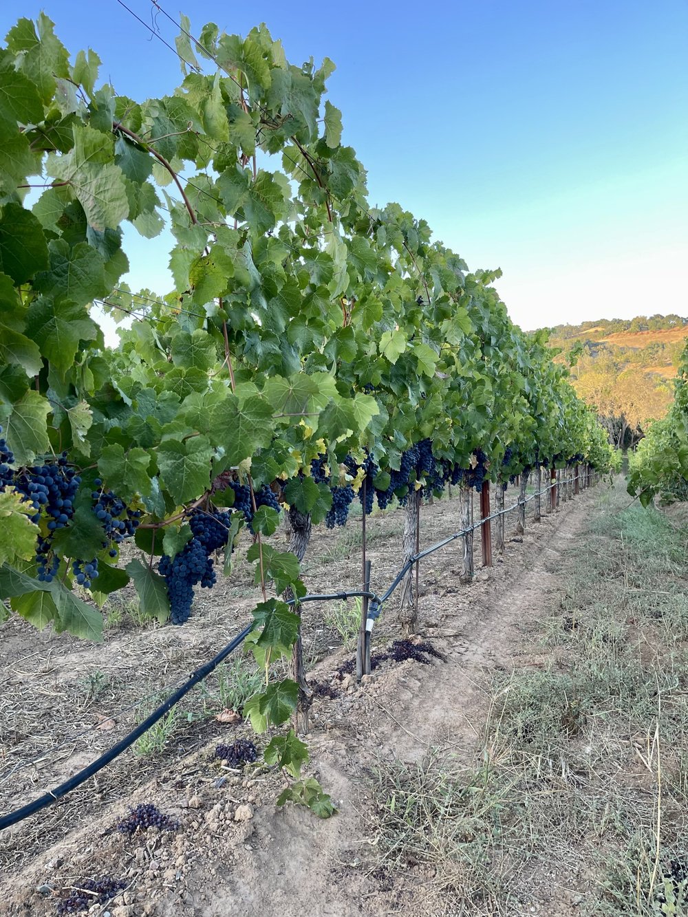 Shop — Wine Grapes Direct