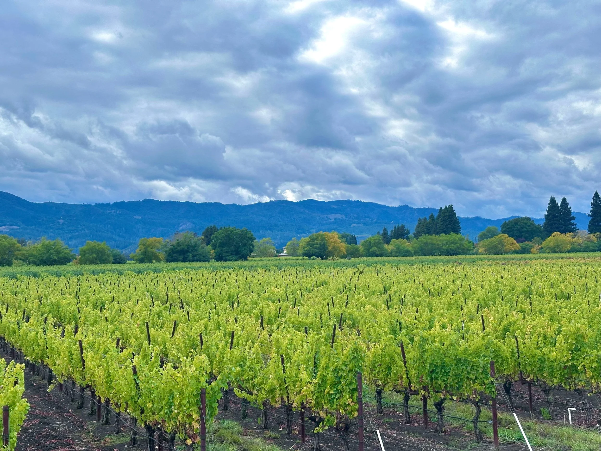 Shop — Wine Grapes Direct
